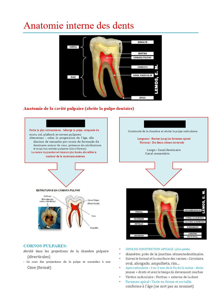 Anatomie des Dents et Canaux Radiculaires | PDF | Dent humaine ...