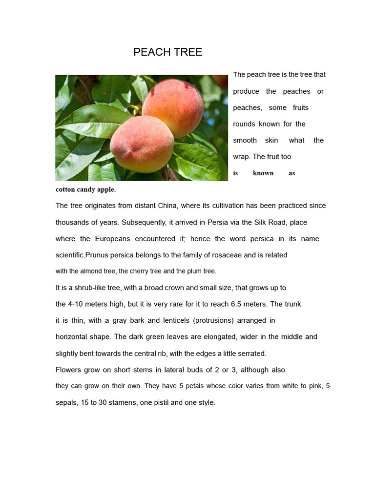 Peach Tree | PDF