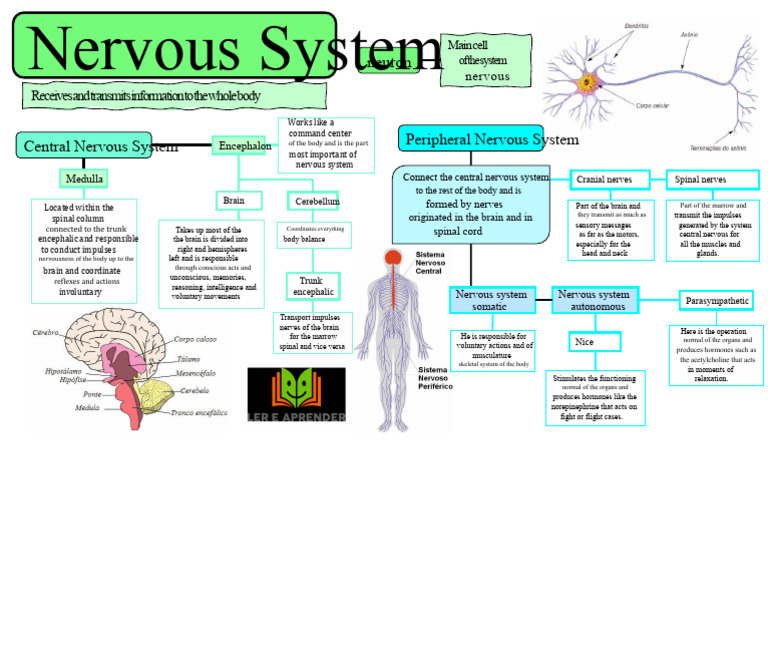 mind-map-nervous-system-read 02 | PDF | Nervous System | Central Nervous System