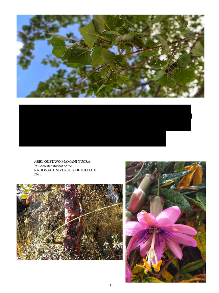 Shrub and Tree Species in Puno | PDF | Pine | Eucalyptus