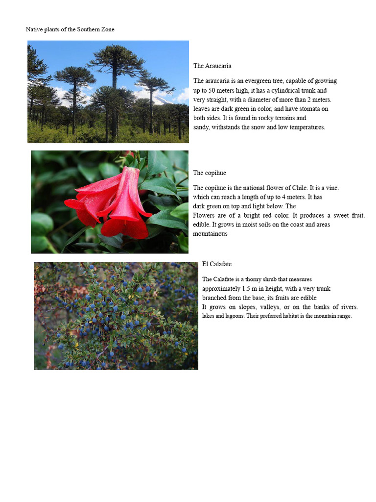 Southern Zone Native Plants Overview | PDF