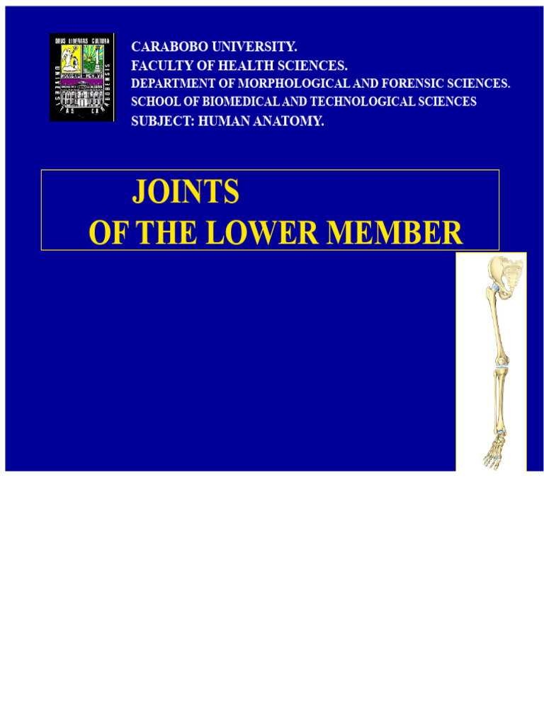 12.) Joints of The Lower Limb - Prof. Iraima Acuña | PDF | Joints | Lower Limb Anatomy