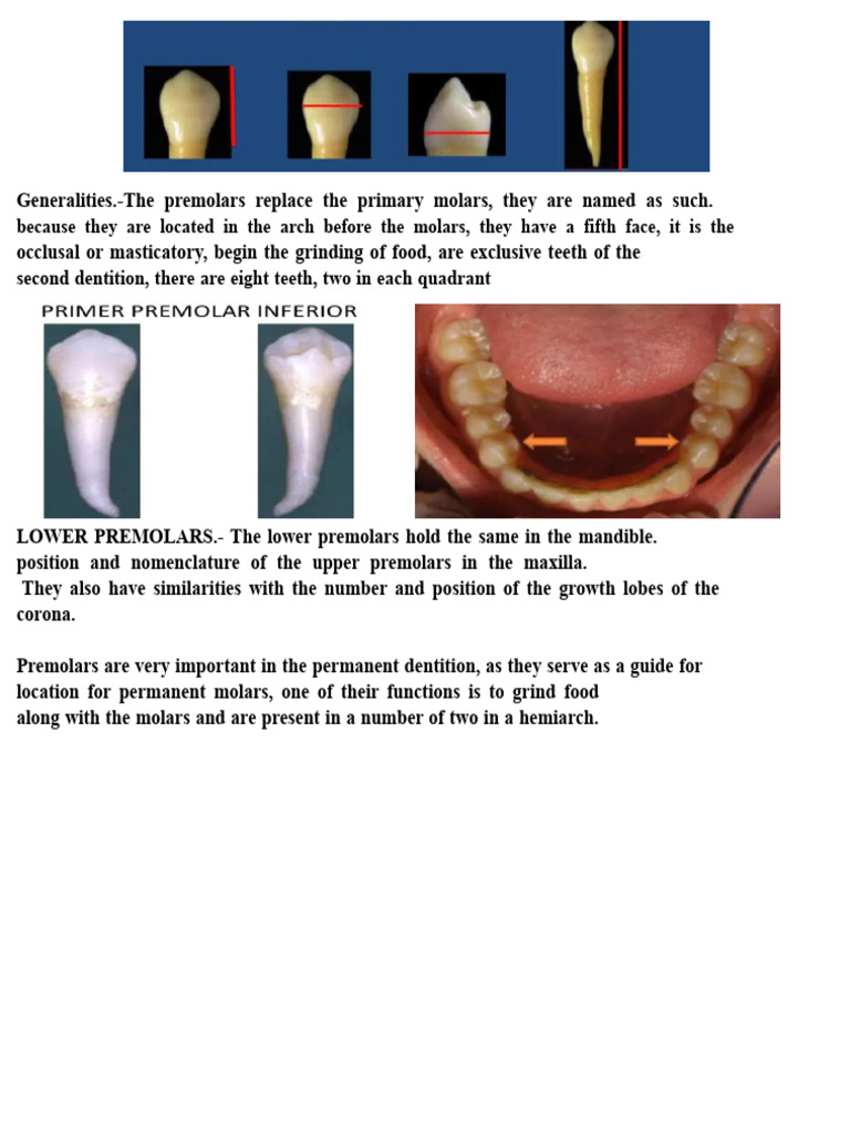 Lower First Premolar. | PDF | Dental Anatomy | Primate Anatomy
