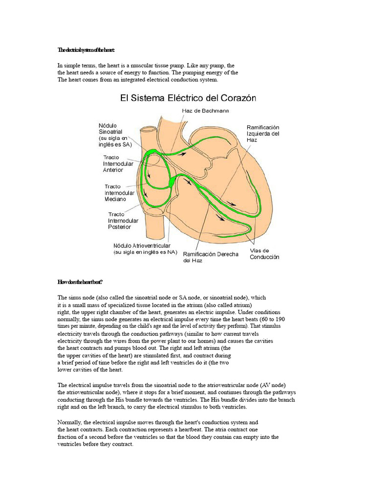 The Electrical System of the Heart | PDF | Heart | Echocardiography