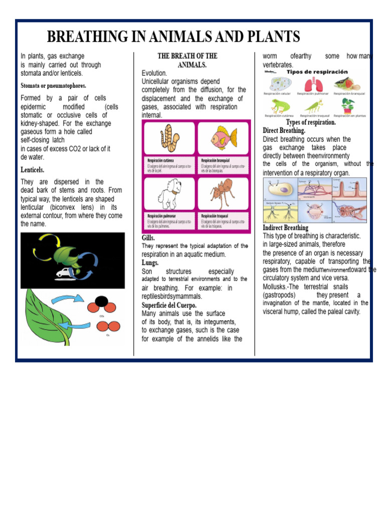 Gas Exchange in Animals and Plants | PDF | Gill | Respiratory System