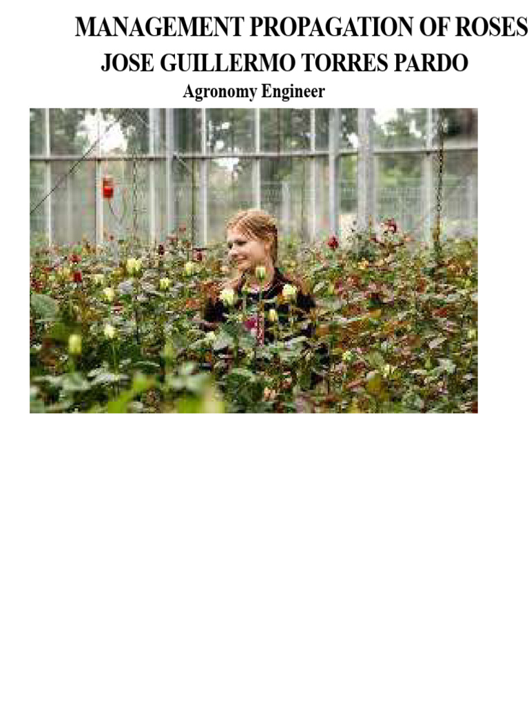 Propagation of roses | PDF | Grafting | Rose