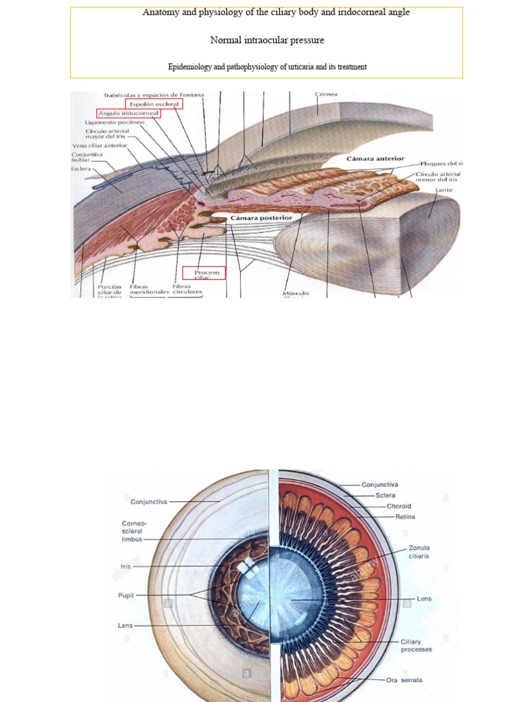Ciliary Body and Intraocular Pressure Insights | PDF | Glaucoma | Vision