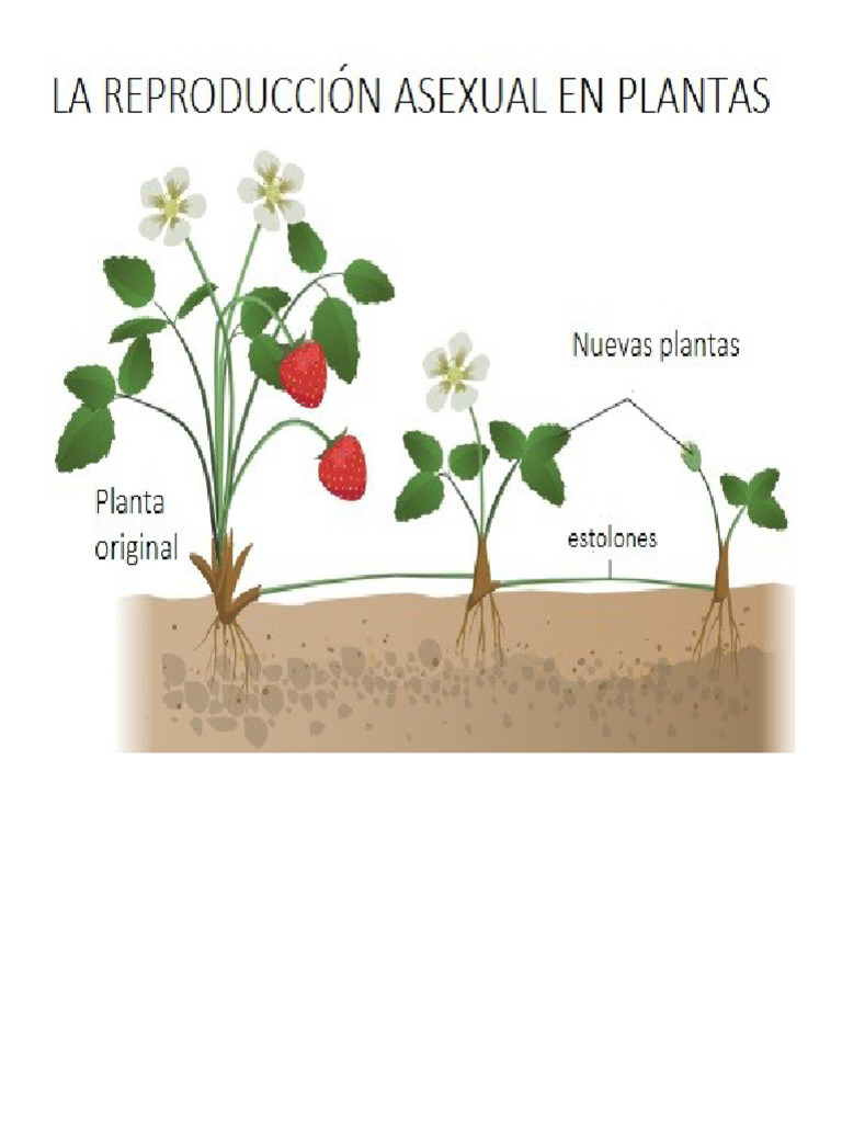 The Process of ASEXUAL REPRODUCTION | PDF