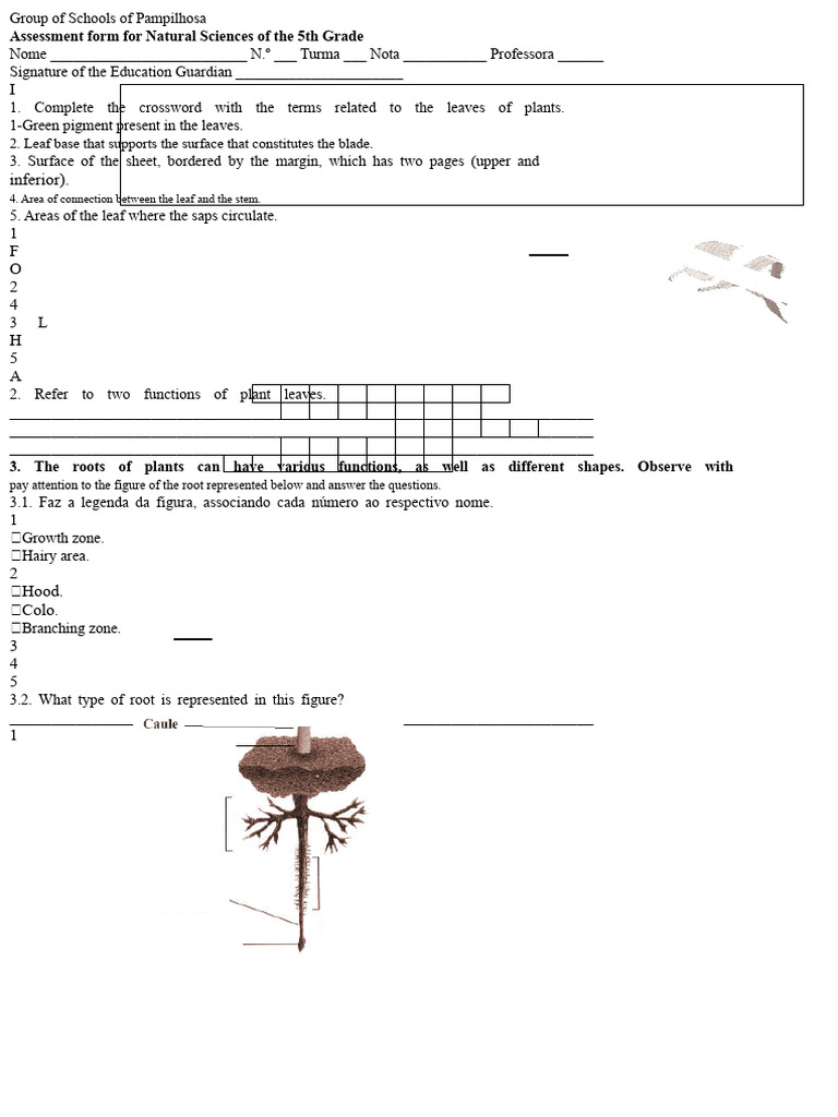 Evaluation Sheet For Natural Sciences 5th Grade - Plants | PDF | Leaf ...