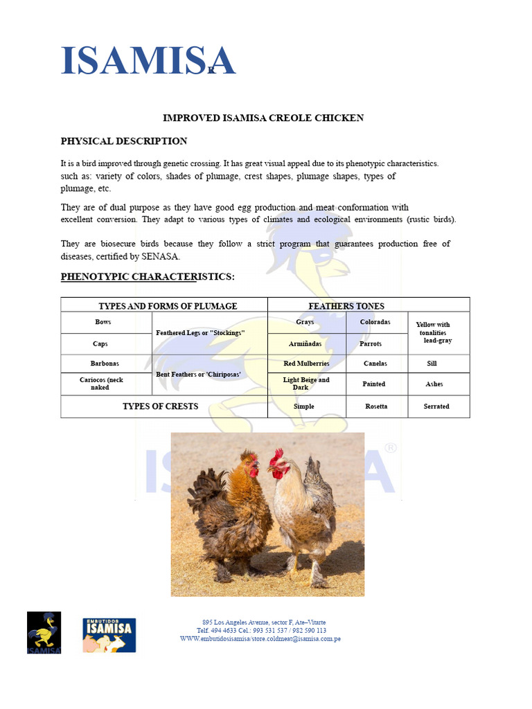 Isamisa Improved Creole Chicken Color Birds 2 | PDF | Chicken | Feather
