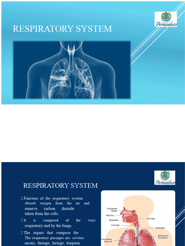 Respiratory System - Slides | PDF | Respiratory Tract | Lung