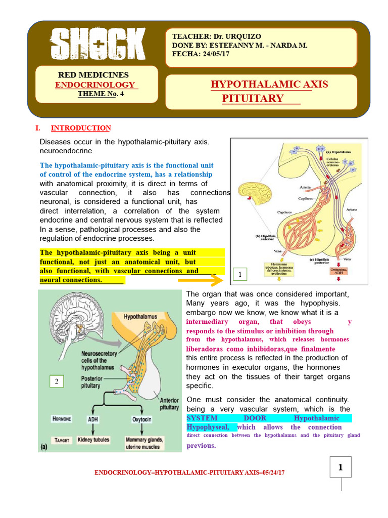 ENDOCRINE. Hypothalamic Pituitary Axis. 05/24/17 | PDF | Hypothalamus ...