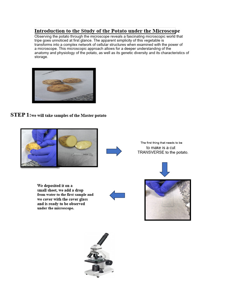 The Potato Under The Microscope CAL | PDF | Staining | Cell (Biology)