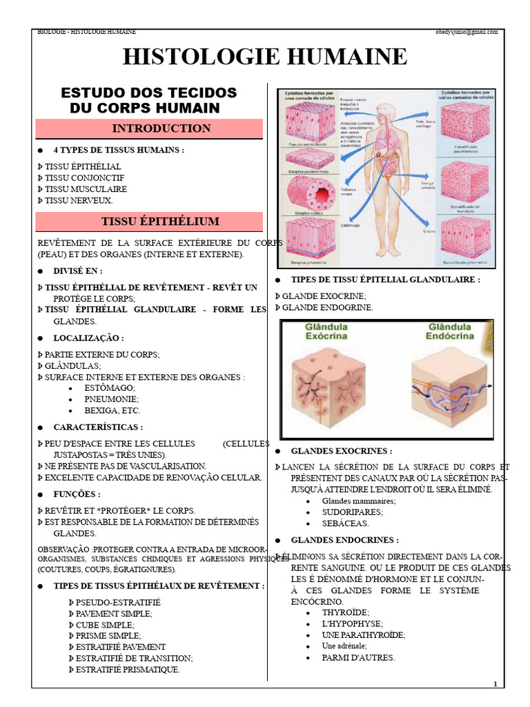 Types de tissus humains en histologie | PDF | Épithélium | Muscle
