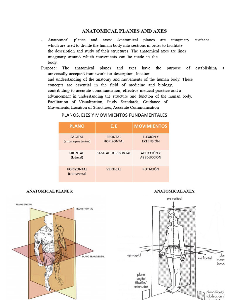 Definition and Purpose of Anatomic Planes and Axes | PDF