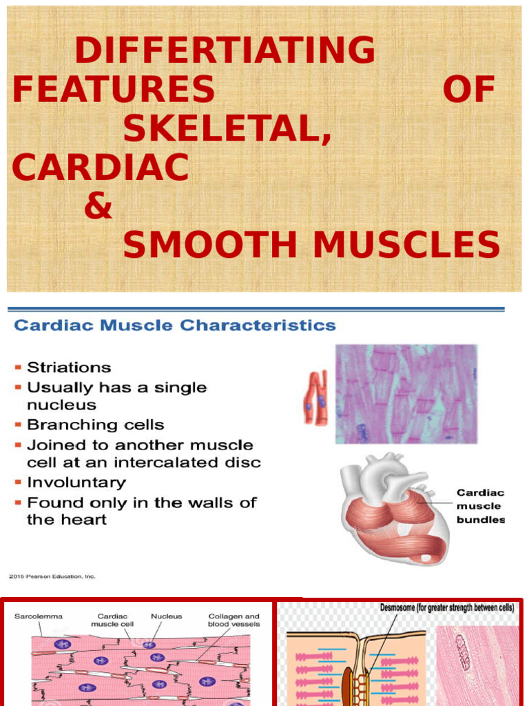 Differences Between Skeletal, Cardiac & Smooth Muscles | PDF | Cardiac ...