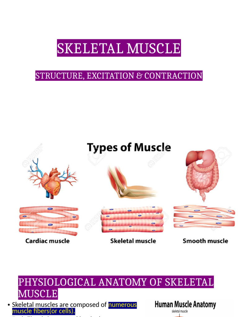 Skeletal Muscle Structure & Function | PDF | Muscle Contraction ...