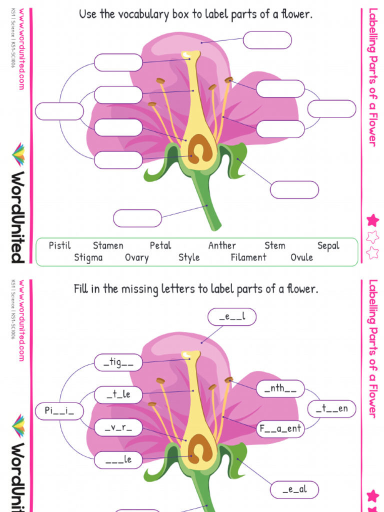 WORKSHEET Labelling Parts of A Flower | PDF