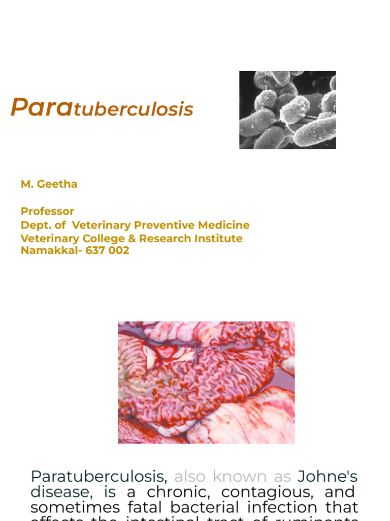 Understanding Paratuberculosis in Ruminants | PDF | T Helper Cell ...