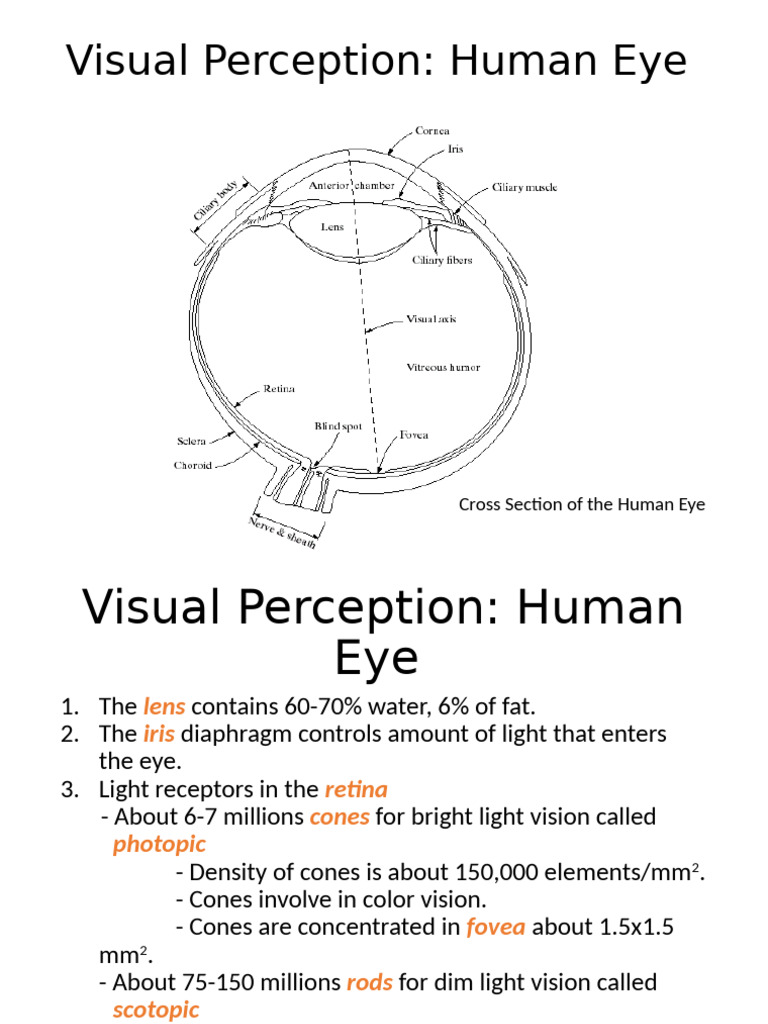 Understanding Human Eye Anatomy and Vision | PDF | Eye | Visual Perception