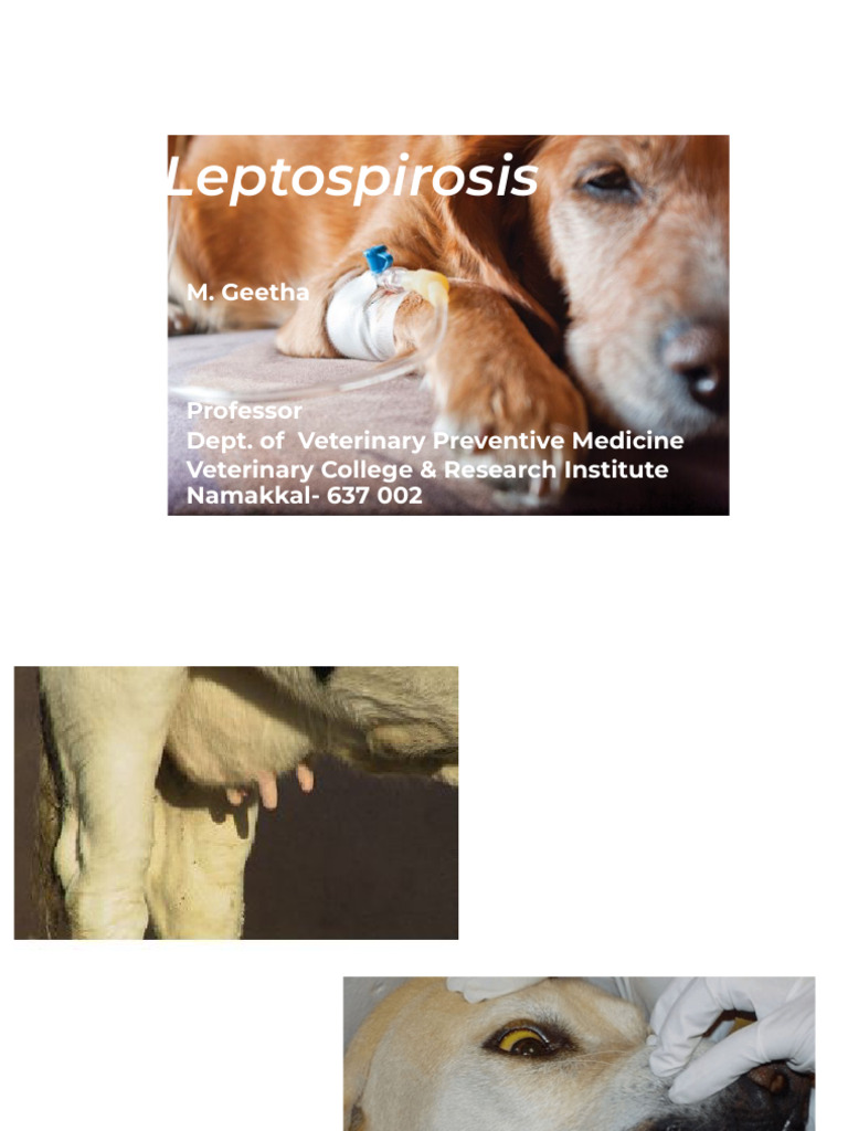 Leptospirosis in Animals: Diagnosis & Treatment | PDF | Serology ...