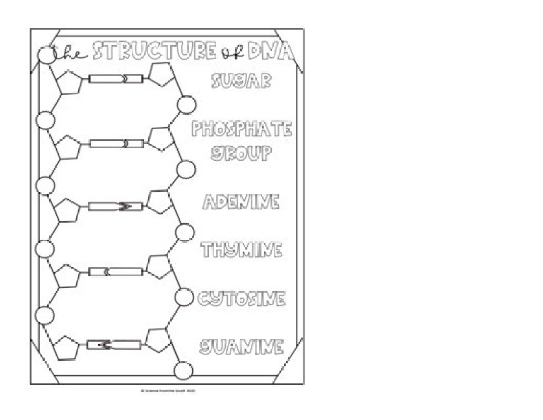 Dna Coloring | PDF