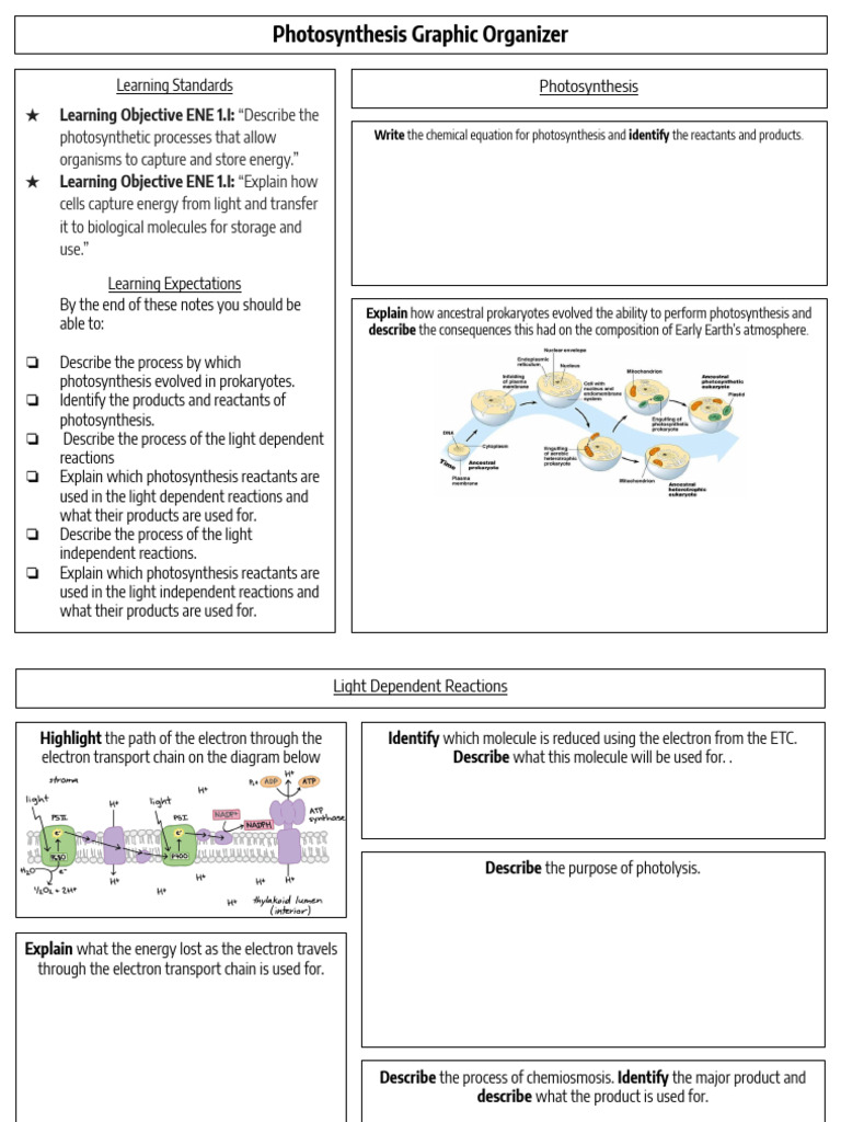GO Photosynthesis | PDF | Photosynthesis | Chemical Reactions