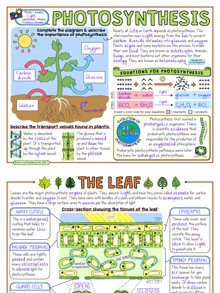 Key Doodle Photosynthesis | PDF | Photosynthesis | Leaf