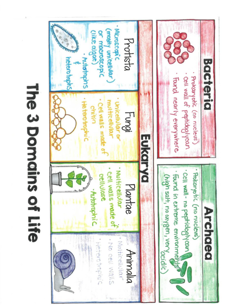 3 Domains of Life Graphic Organizer Colored | PDF