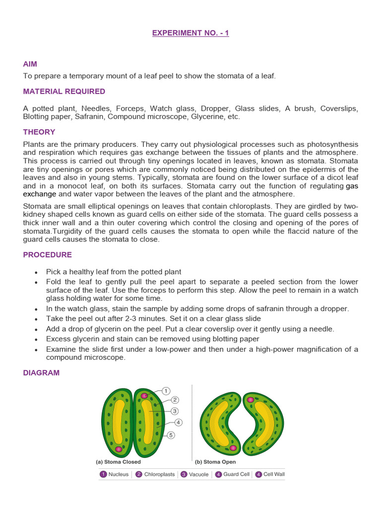 Biology Practicals - Class 10 | PDF | Seed | Leaf
