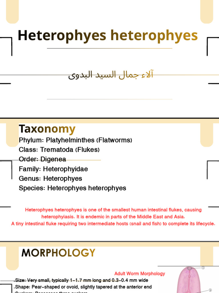 Heterophyes heterophyes Overview | PDF | Medical Specialties | Parasitology