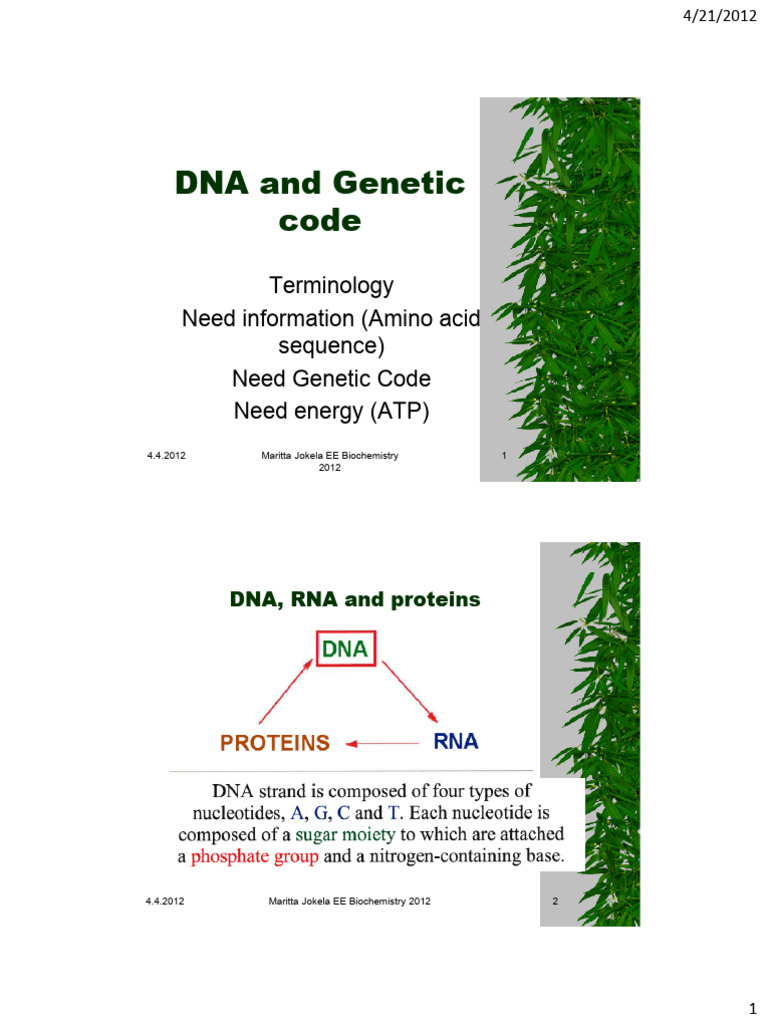 DNA and Genes Connected Slides 20042012 Mjok | PDF | Translation ...