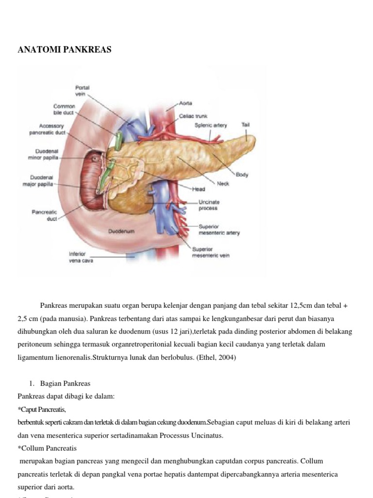 ANATOMY OF THE PANCREAS | PDF