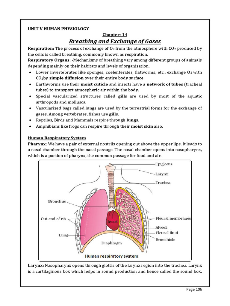 I PUC Biology Notes MI 2025-26-1-147-107-113 | PDF | Lung | Respiratory ...