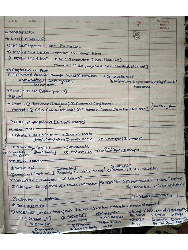 Morphology All Examples | PDF