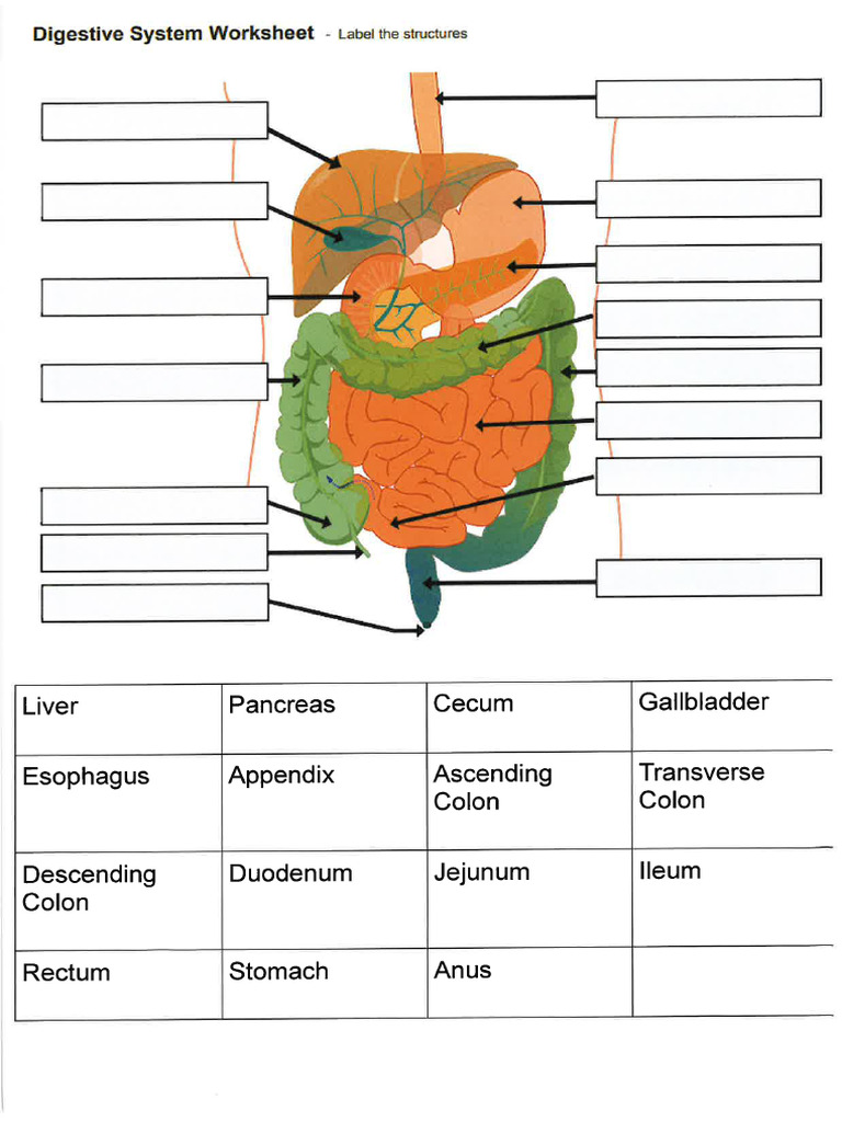 Digestive System Packet | PDF