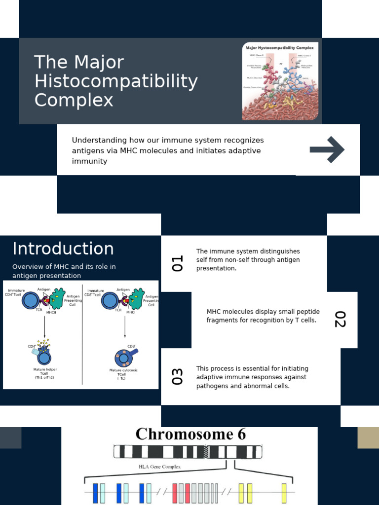 Presentation - The Major Histocompatibility Complex | PDF | Major ...