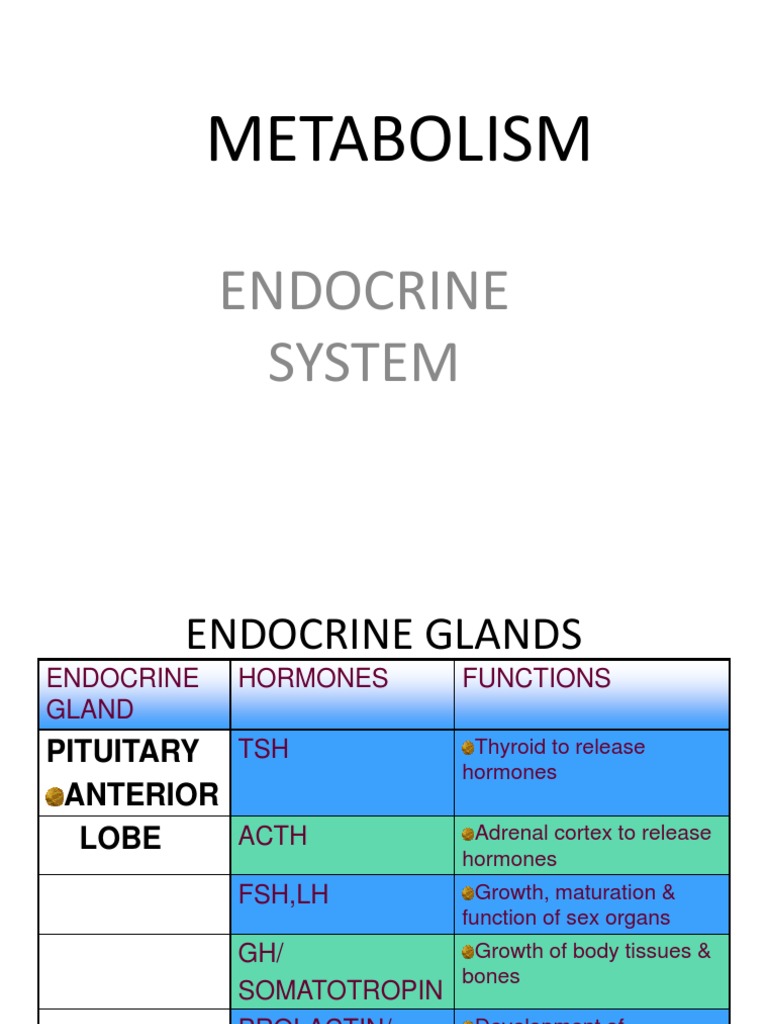 Metabolism: Endocrine System | PDF | Glands | Endocrine System