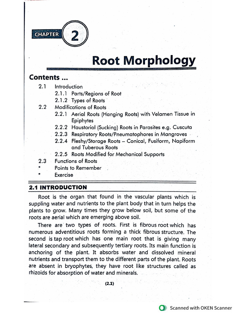 FY[DSC BOT 151 T] Chapt.2 Root Morphology | PDF