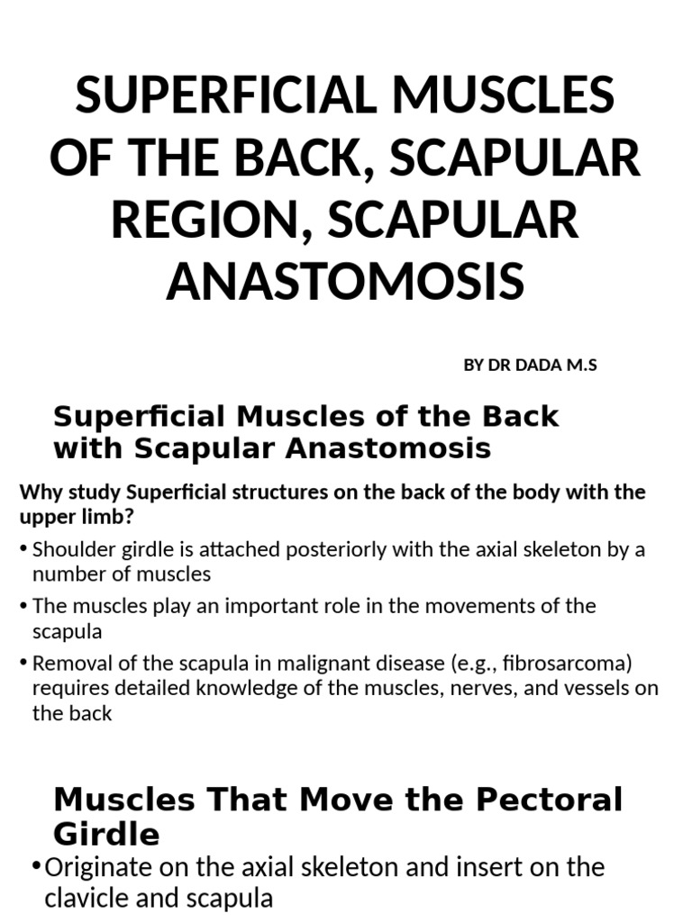 Superficial Muscles of The Back, Scapular Region - 020149 | PDF ...