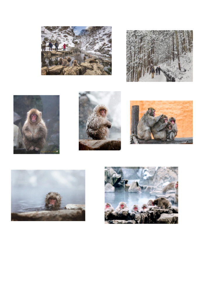Monos | PDF