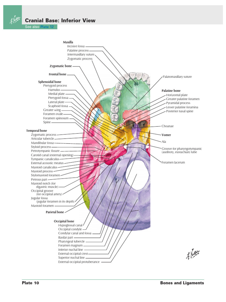 Cranial Base Anatomy: Bones & Foramina | PDF | Skull | Human Anatomy