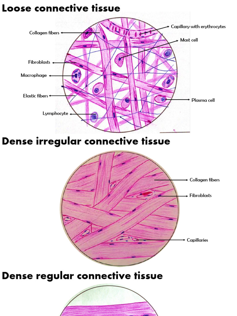 Connective Tissue Diagrams | PDF