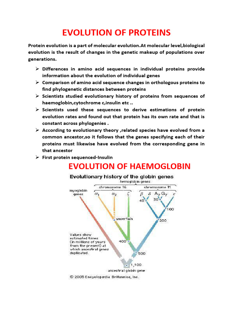 Evolution of Proteins and Concept of Molecular Clock | PDF | Evolution ...
