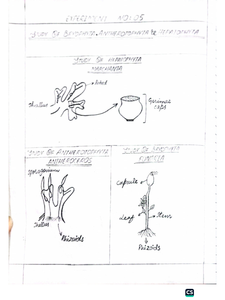 Botany Lab Final Syllabus | PDF