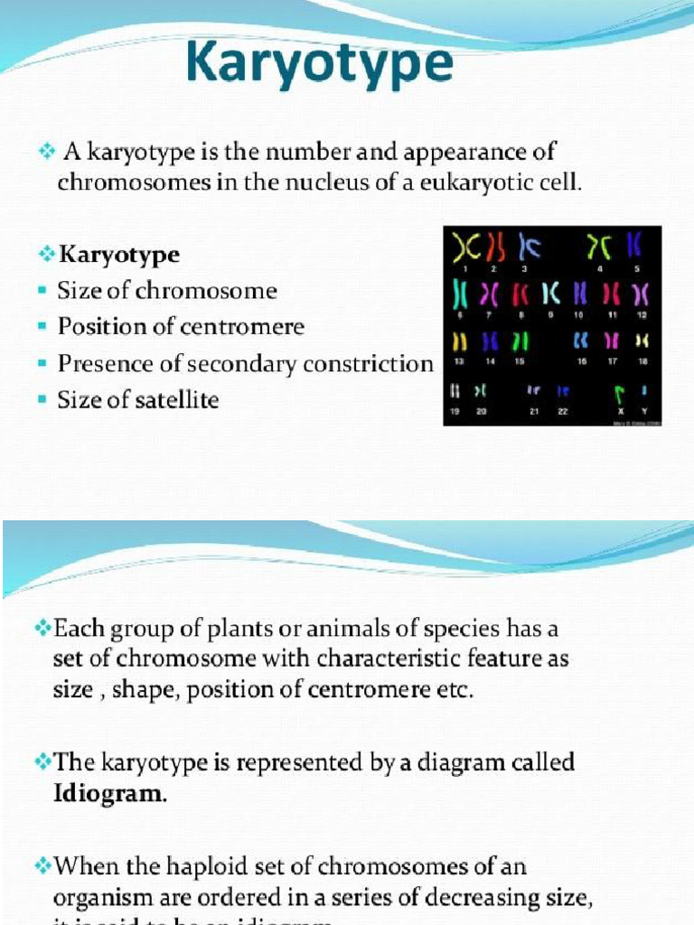 Karyotype Analysis, Chromosome Banding and Painting | PDF