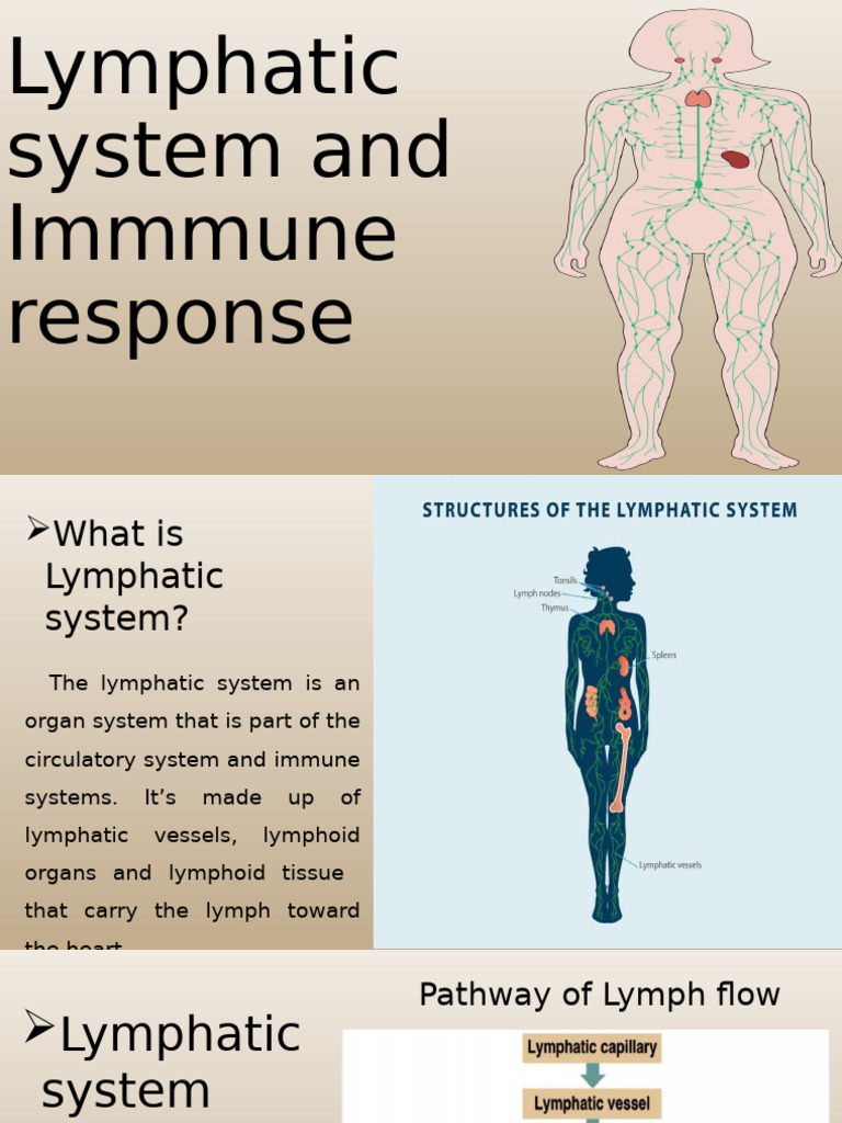 Lymphatic System and Immmune Response | PDF