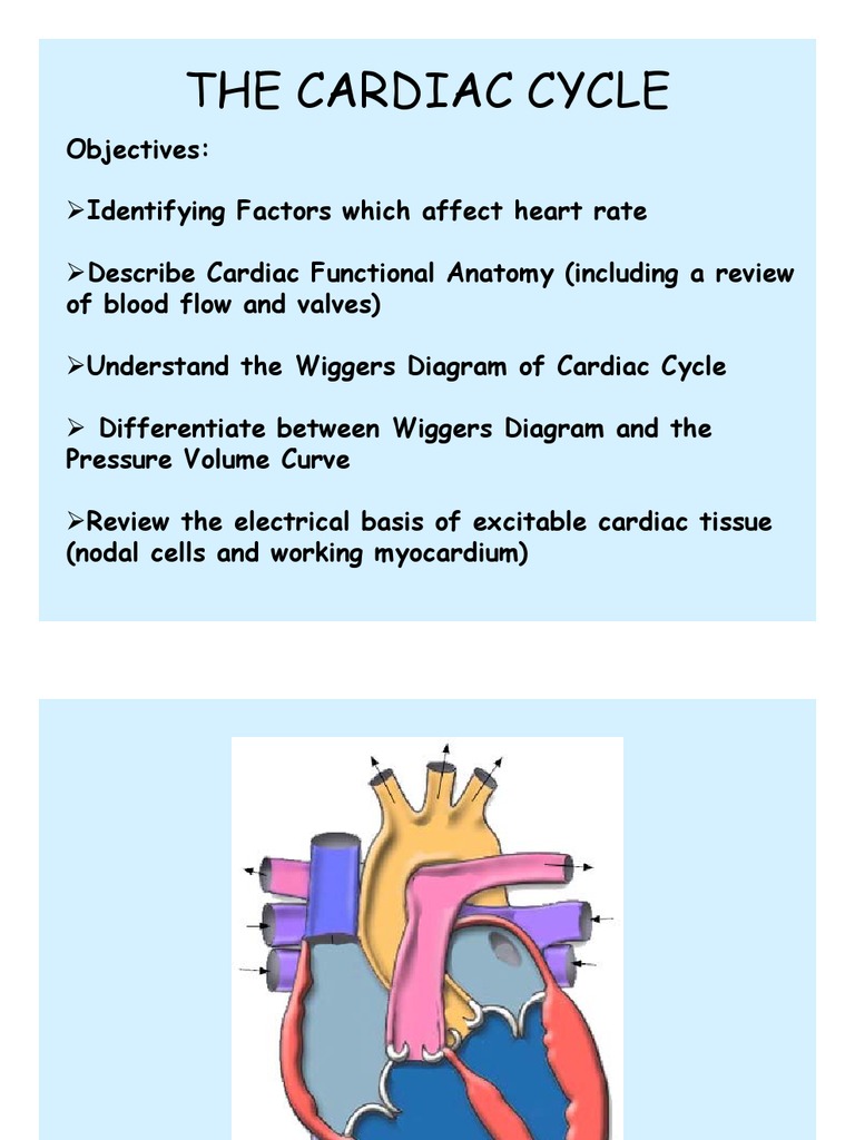 Cardiac Cycle 0 | Download Free PDF | Heart Valve | Cardiovascular ...