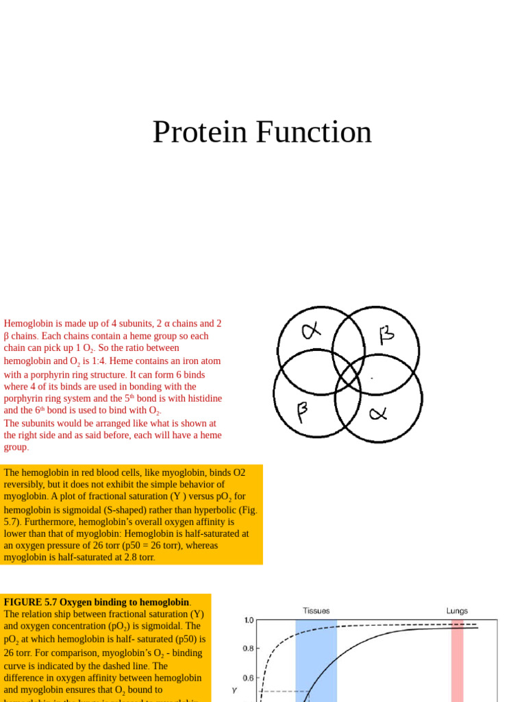 Hemoglobin: Structure and Oxygen Binding | PDF | Hemoglobin | Ligand ...