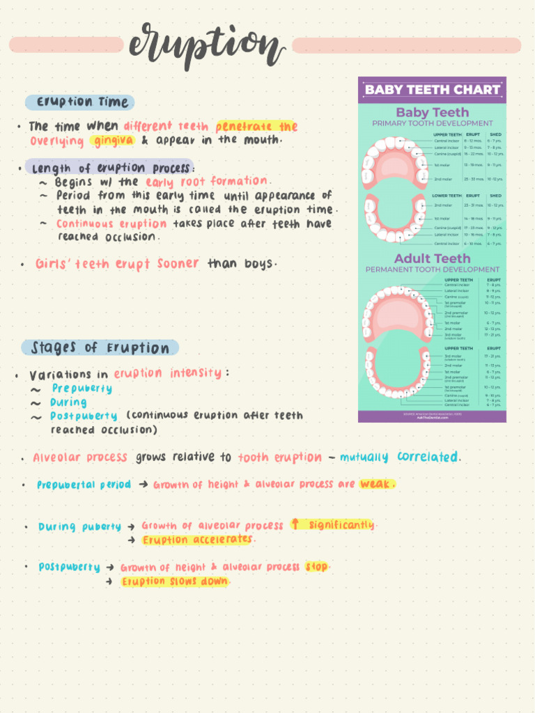 Eruption | PDF | Dental Anatomy | Tooth